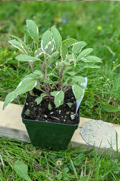 Potted Sage